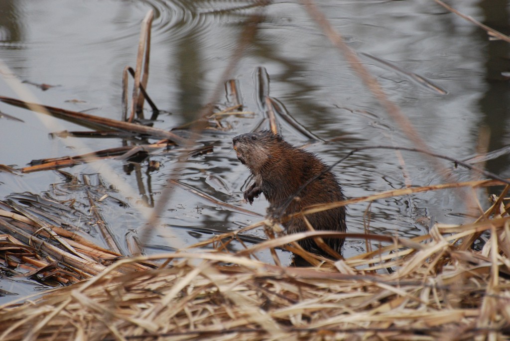 Muskrats Facts and Information – Wildlife Removal Plus
