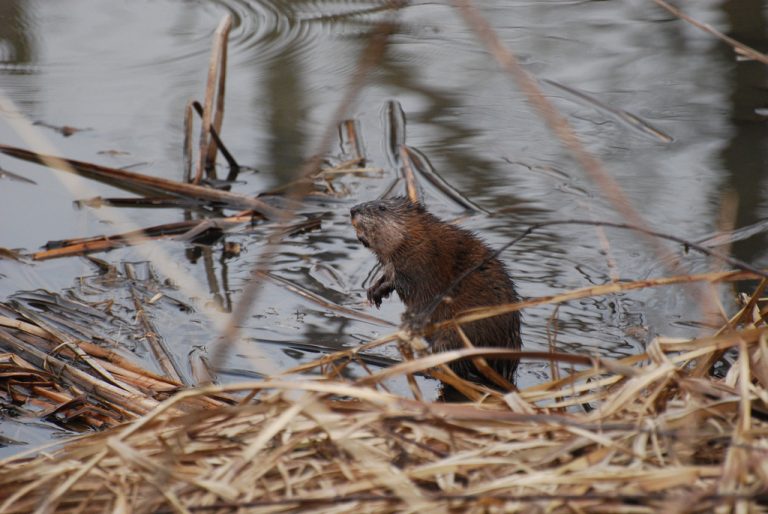 Muskrat Facts: All you need about Muskrats.