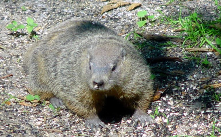 Woodchuck facts: Learn more about Woodchucks