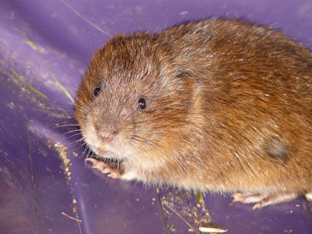 Vole facts: all you need to know about Voles