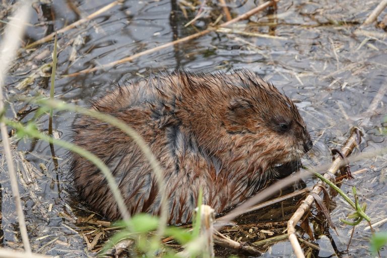 Muskrat Facts: All you need about Muskrats.