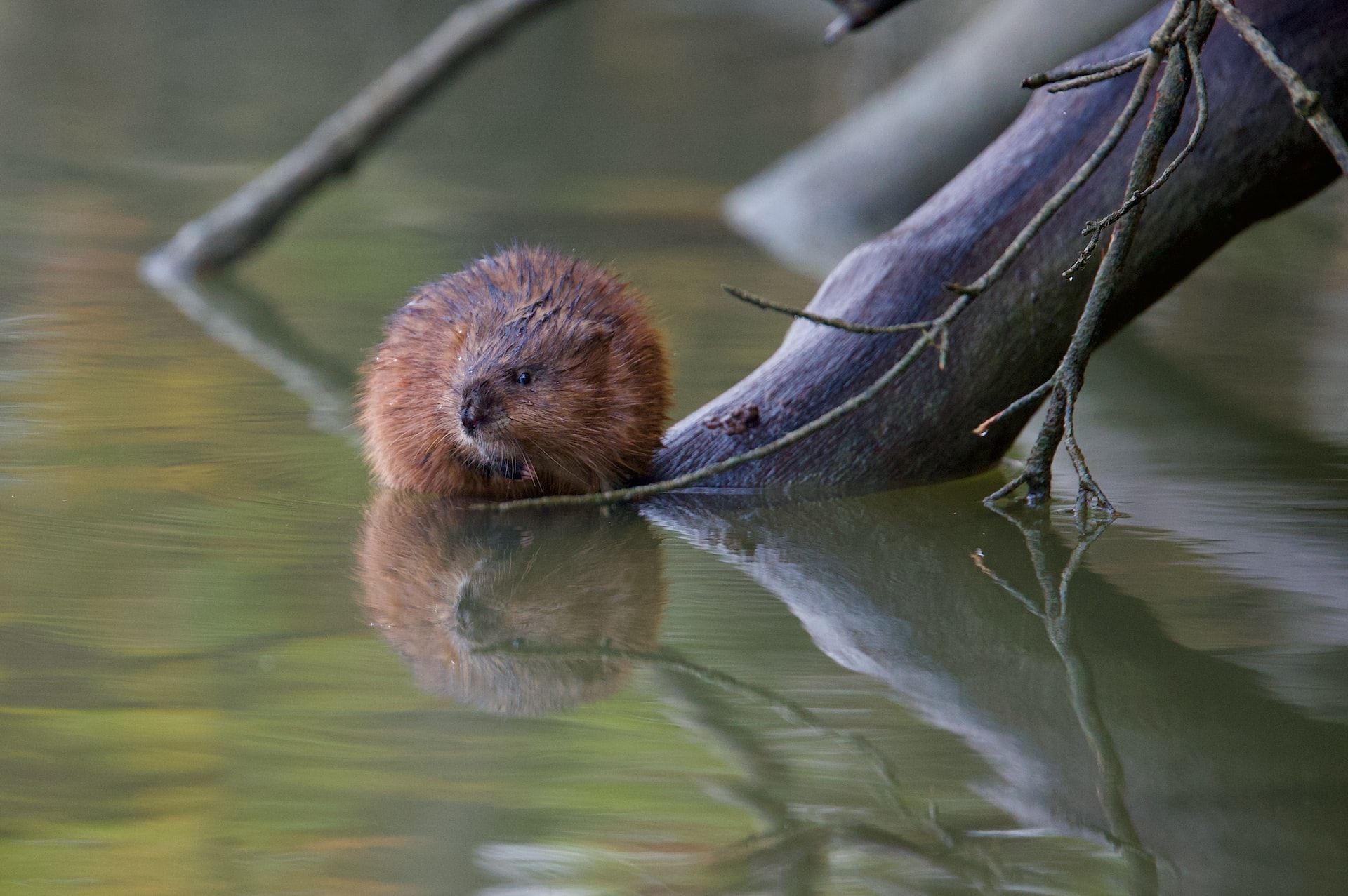 Muskrat Facts: All you need about Muskrats.