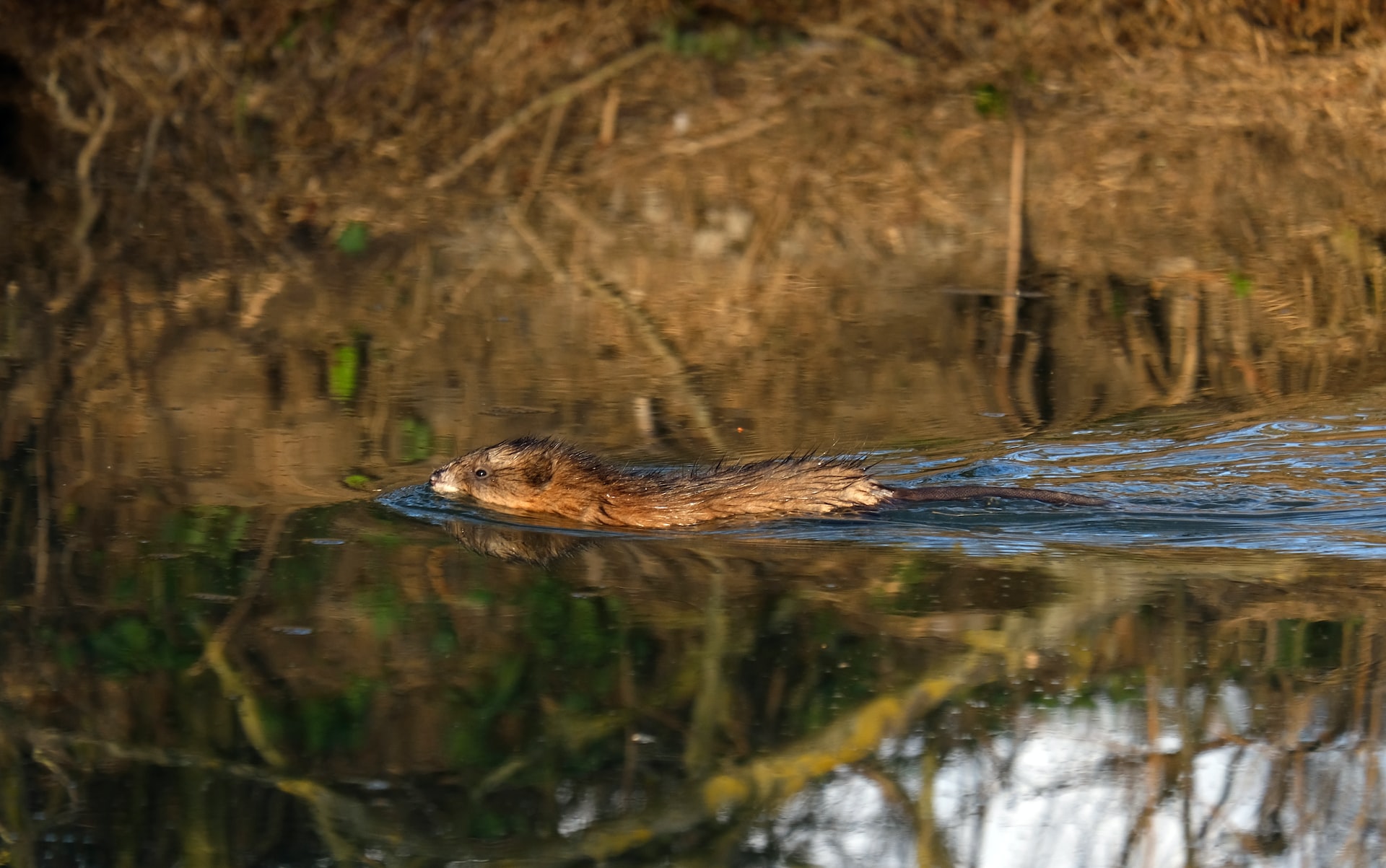 Muskrat Facts: All you need about Muskrats.