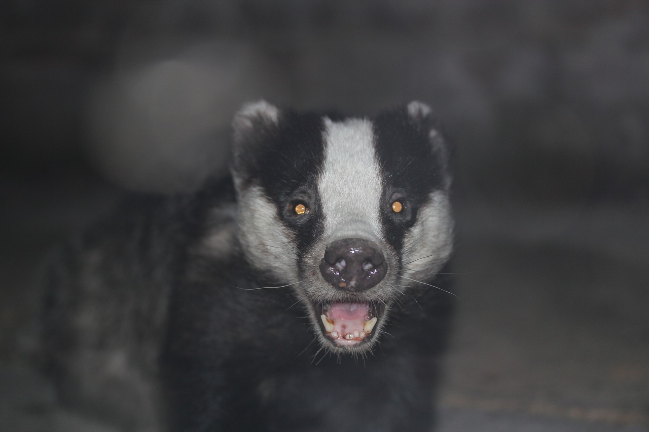 What is a badger? Badger Animal - Facts and History